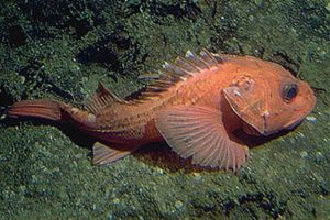 Shortspine Thornyhead (Sebastolobus alascanus) – Jim Keany